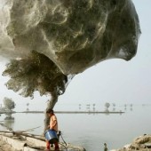 Spider web tree, Pakistan photo on Sunsurfer