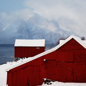 Red in winter photo on Sunsurfer