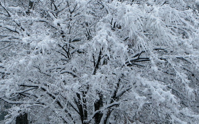 Winter in Ann Arbor, Michigan photo on Sunsurfer