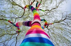 Knitted tree photo on Sunsurfer