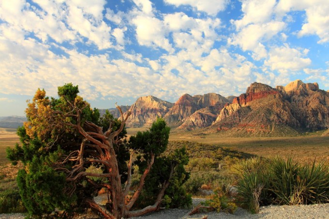 Desert tree, Red Rock Canyon, Nevada photo on Sunsurfer