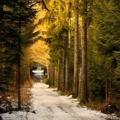 Forest Road, Saxony, Germany photo on Sunsurfer